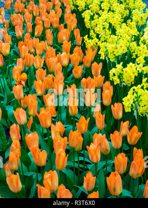 Assorted flowers flowering during Spring Stock Photo - Alamy