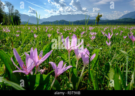 Closeup of Saffron flowers in a field. Crocus sativus, saffron crocus ...