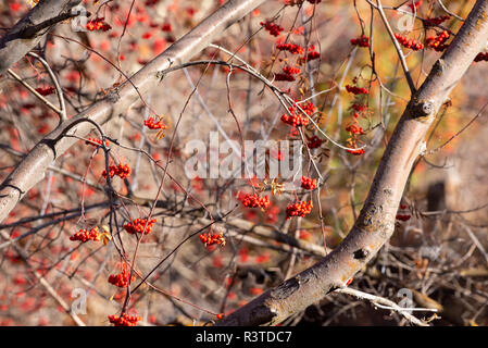 Ash tree in fall, Wallowa Valley, Oregon Stock Photo - Alamy