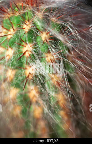 macro detail of Quills prickly cactus spines Stock Photo - Alamy