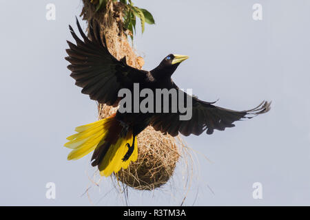 A crested oropendola (Psarocolius decumanus) flying into the hanging ...