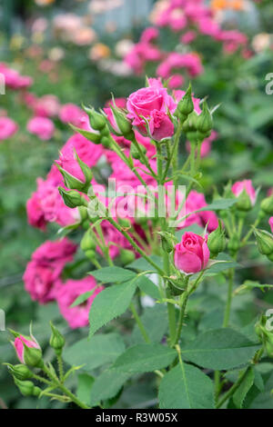 Spray rose (Rosa) INTERkuyl Lovely Lydia, with one large flower and ...