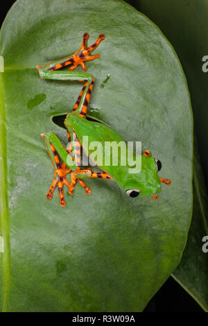 Tiger Leg Monkey Frog, Phyllomedusa hypochondrialis azurea, South ...