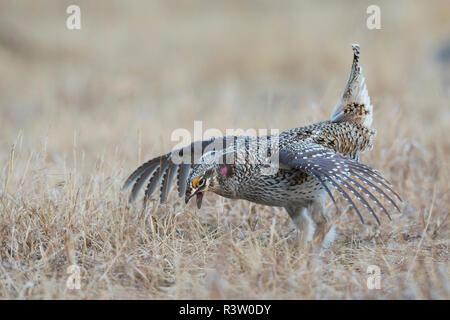 Sharp-tailed grouse, courtship display Stock Photo - Alamy