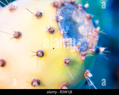 Prickly pear, detail view Stock Photo: 38986832 - Alamy