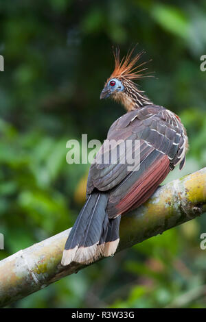 Hoatzin, Amazon Rainforest Stock Photo - Alamy