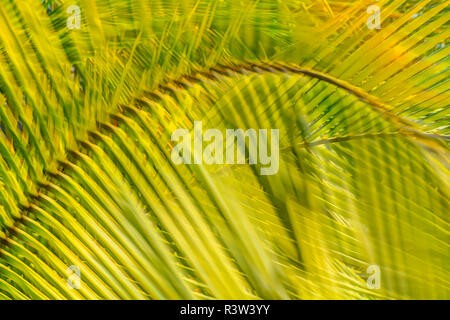 Coconut Palm Fronds, Honduras, Central America Stock Photo - Alamy