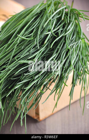 Raw spring agretti (barba di frate, Salsola soda) over black background ...