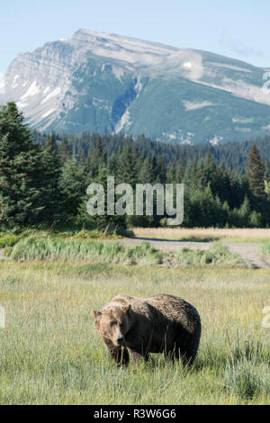 Meadow in Alaska. Summer season Stock Photo - Alamy