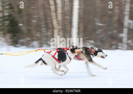 North American Championship Sled Dog Races, near Fairbanks, Alaska ...