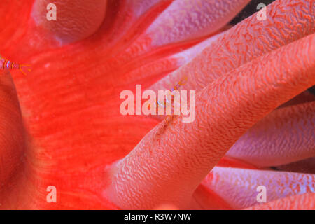 Clown Shrimp (Lebbeus grandimanus), Admiralty Island, South East Alaska ...