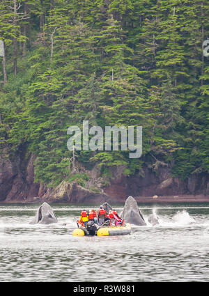 Alaska. Humpback whales (Megaptera novaeangliae) in the Five Finger ...