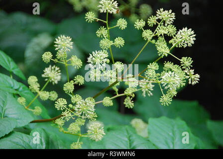 Muir Woods, Marin Headlands, California Stock Photo - Alamy