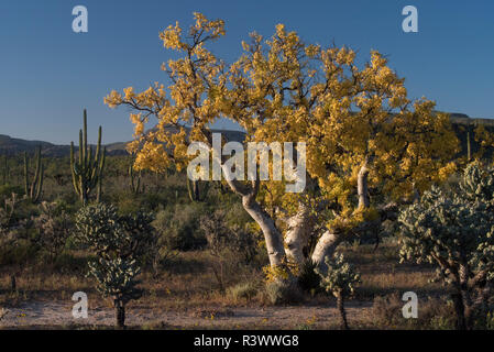 Baja California, Mexico. Yellow leaves on an Elephant tree (Pachycormus ...