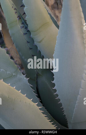 Baja California, Mexico. Agave detail Stock Photo - Alamy