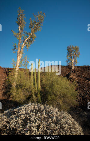 Baja Elephant Tree (Pachycormus discolor) Plantae Stock Photo - Alamy