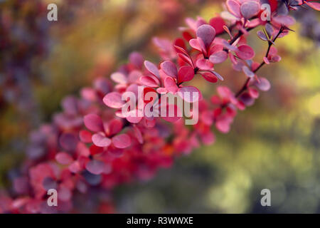Berberis thunbergii Red Carpet ornamental perennial foliage - natural ...