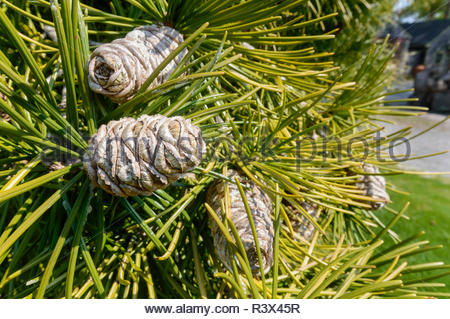 Japanese Umbrella Pine Sciadopitys Verticillata 'Wintergreen' Stock ...