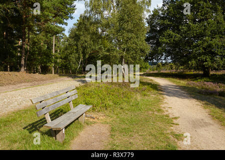 Luneburg Heath - Hike path with bench Stock Photo - Alamy