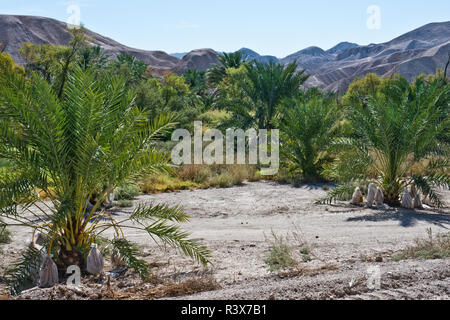 China Ranch Date Farm Stock Photo - Alamy