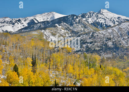 Colorado Aspen Grove, McClure Pass, Colorado. PHOTO BY LEE CRAKER Stock ...