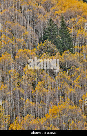 Aspen Grove in glowing golden colors of autumn near Aspen Township ...