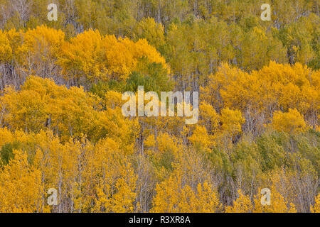 Colorado, Keebler Pass, aspens and golden colors of Autumn Stock Photo ...