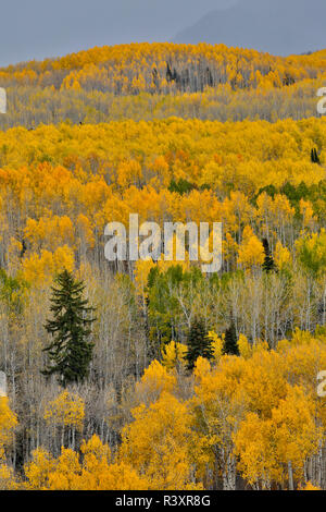 Colorado, Keebler Pass, aspens and golden colors of Autumn Stock Photo ...