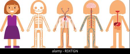 Girl body systems. Human anatomy skeleton, muscles, nerves, heart and ...