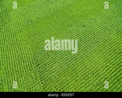 Corn field, Marion County, Illinois Stock Photo - Alamy