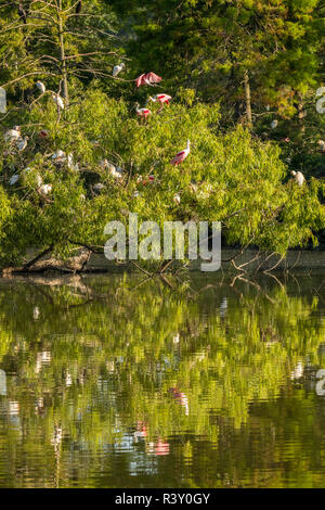 USA, Louisiana, Jefferson Island. Rookery trees with birds on nests ...