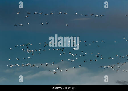 Large flock of snow geese flying. Bosque del Apache National Wildlife ...