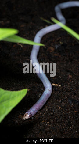Florida Worm lizard, Rhineura Floridana, wild, Central Florida Stock ...