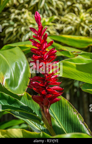 Red Ginger flower. Kauai, Hawaii Stock Photo - Alamy