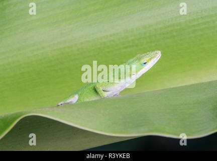 Anole (Anolis carolinensis), Oahu, Hawaii Stock Photo - Alamy