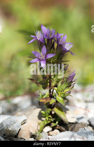 German gentian, Gentianella germanica, in flower in montane grassland ...