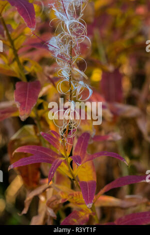 Fireweed gone to seed in autumn in Glacier National Park, Montana, USA ...