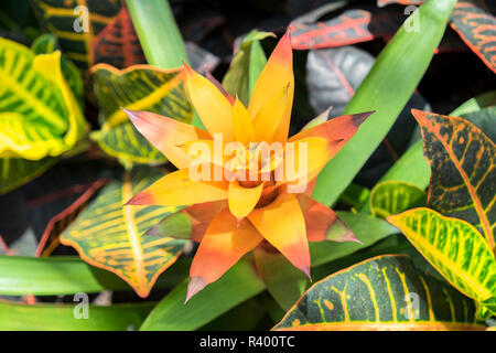 Yellow bromeliad, guzmania Marjan, Tufted Airplant Marjan Stock Photo ...
