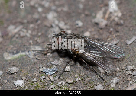 House Fly, Family Muscidae Stock Photo - Alamy