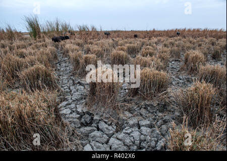 Buffalo Farming in the Marshes of Southern Iraq Stock Photo - Alamy