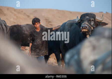 Buffalo Farming in the Marshes of Southern Iraq Stock Photo - Alamy