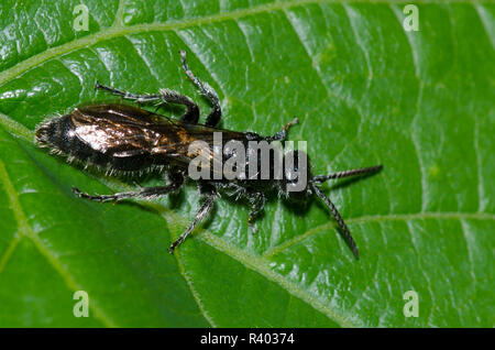 Tiphiid Wasp, Tiphia sp Stock Photo - Alamy