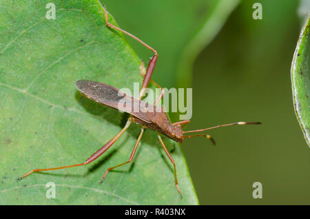 Lupine Bug, Megalotomus quinquespinosus Stock Photo - Alamy