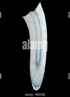 Light photomicrograph of Corn root tip cross section seen through Stock ...