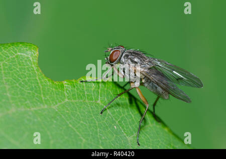 House Fly, Family Muscidae Stock Photo - Alamy