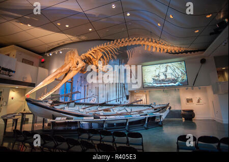 Sperm whale skeleton, Nantucket Whaling Museum, Nantucket ...