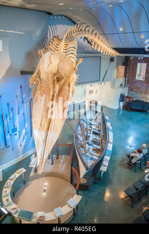 Sperm whale skeleton, Nantucket Whaling Museum, Nantucket ...