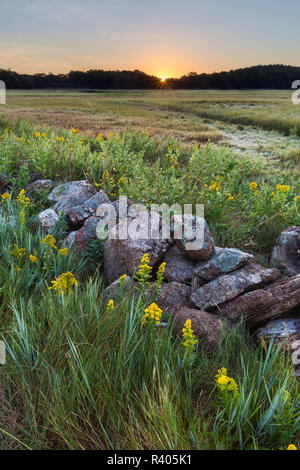A stone wall and field at the Cox Reservation in Essex, Massachusetts ...