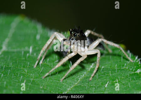 Dimorphic Jumping Spider, Maevia inclemens, female Stock Photo - Alamy