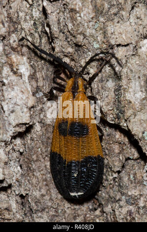 End Band Net-wing Beetle (Calopteron terminale Stock Photo - Alamy